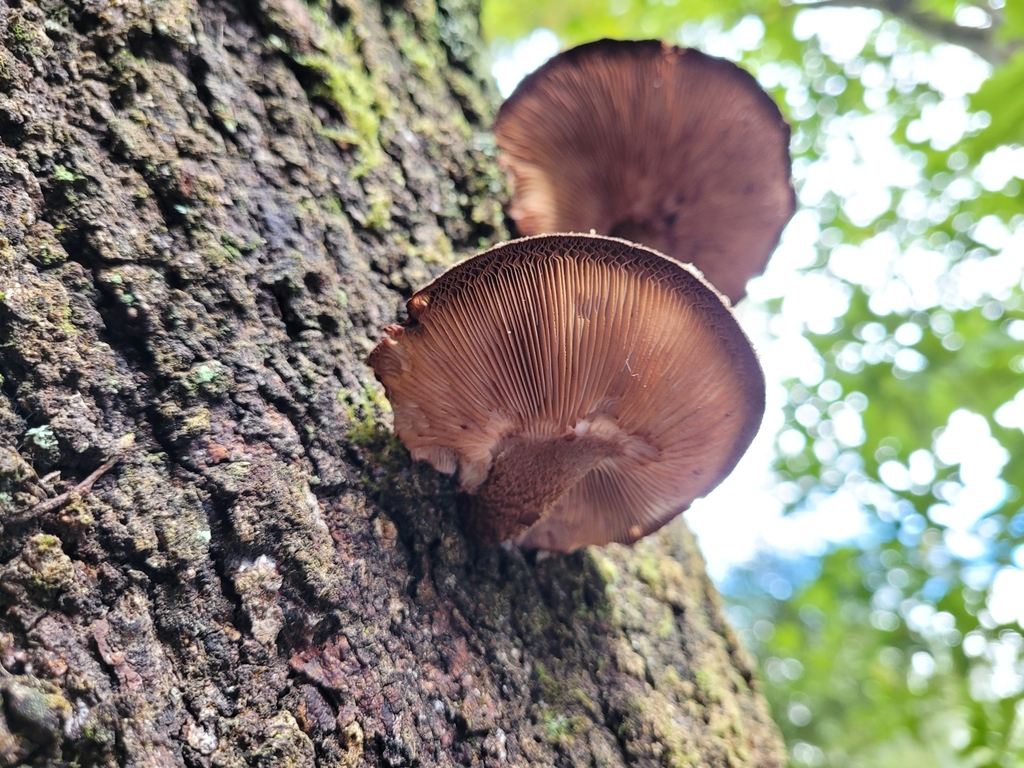 New Zealand shiitake from Umungata Bay 7282, New Zealand on May 13 ...