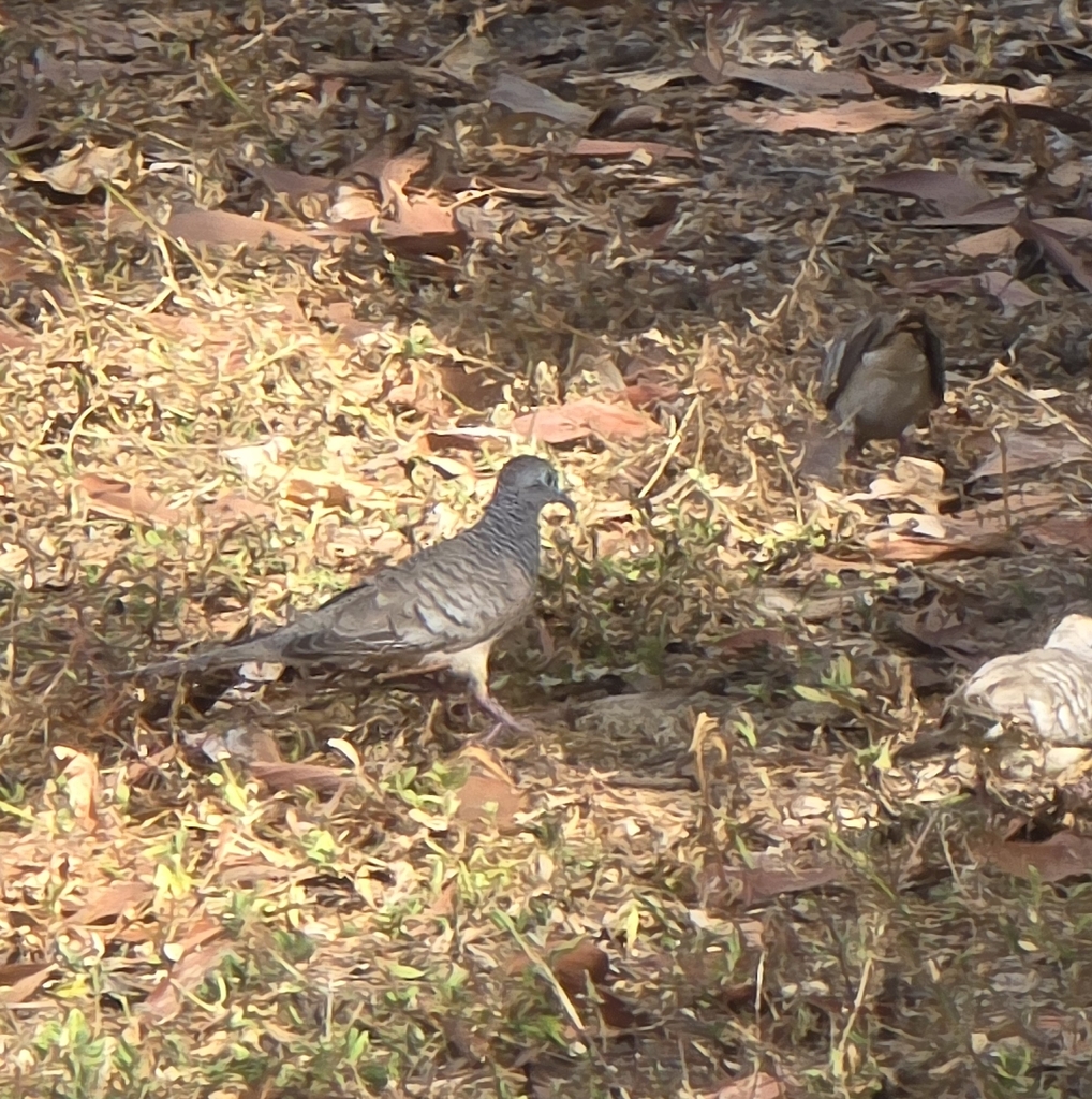 Peaceful Dove from East Point NT 0820, Australia on May 13, 2024 at 03: ...