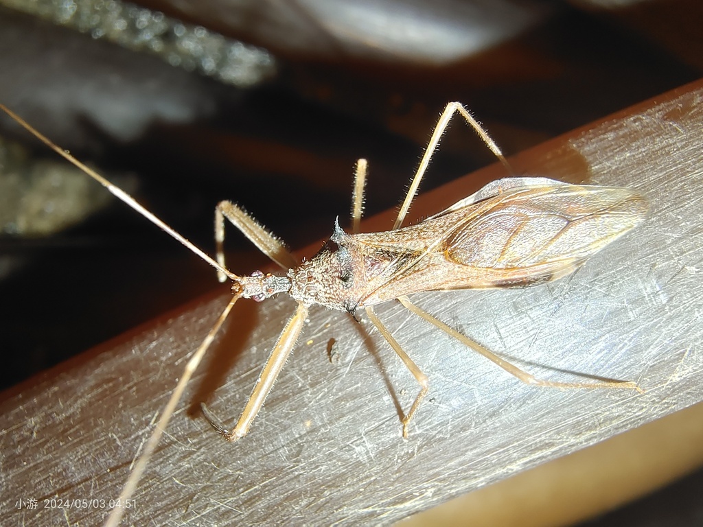 Epidaus sexspinus from 中国云南省红河哈尼族彝族自治州屏边苗族自治县 on May 3, 2024 at 04:51 ...