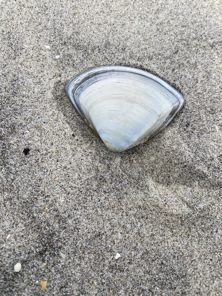Triangle Clam from Kaipara District, Northland, New Zealand on March 17 ...