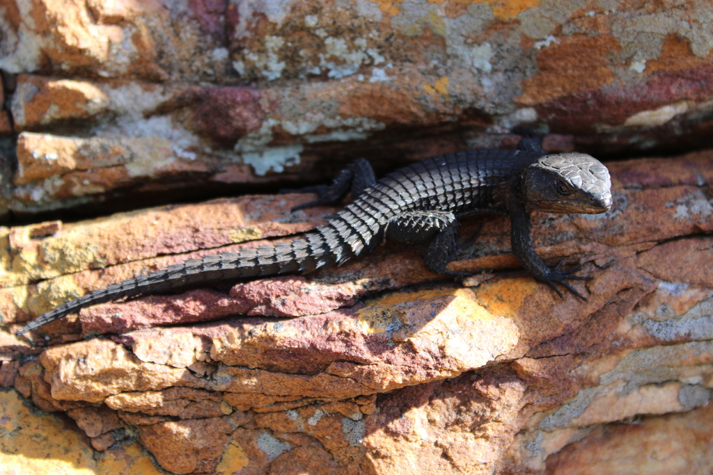 Black Girdled Lizard from Cape Point, Cape Town, South Africa on May 11 ...