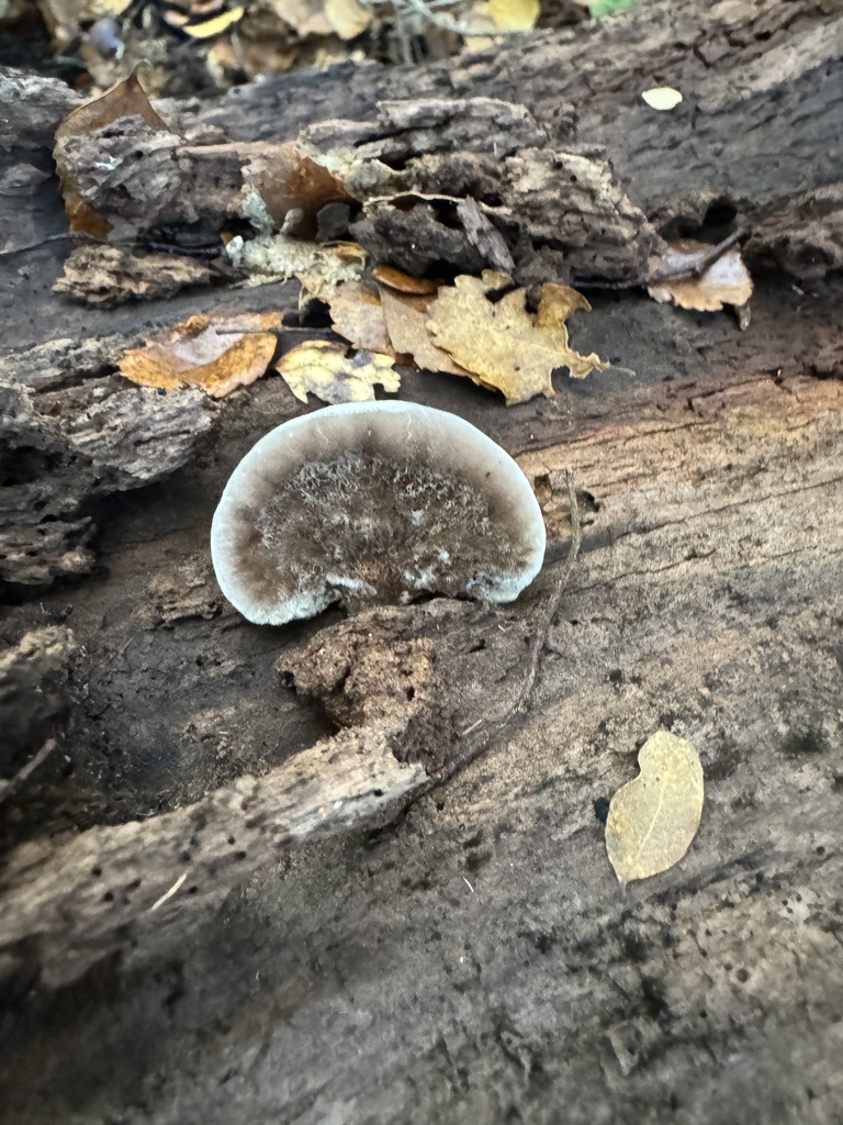 Postia atrostrigosa from South Island / Te Waipounamu, Rai Valley ...