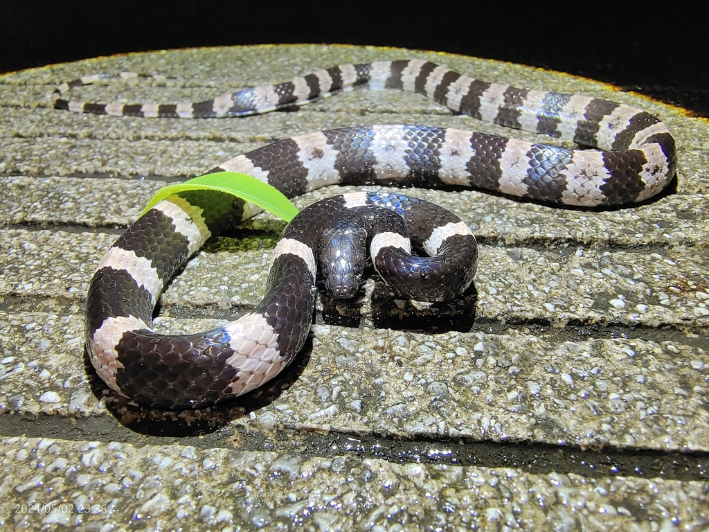 Wolf Snakes and Bridal Snakes from Honghe Hani and Yi, CN-YN, CN on May ...