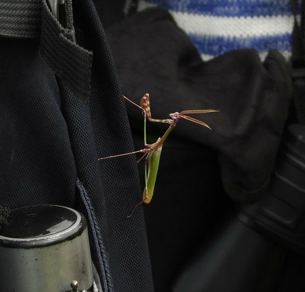Fasciated Conehead Mantid from Petrich, Bulgaria on May 11, 2024 at 11: ...