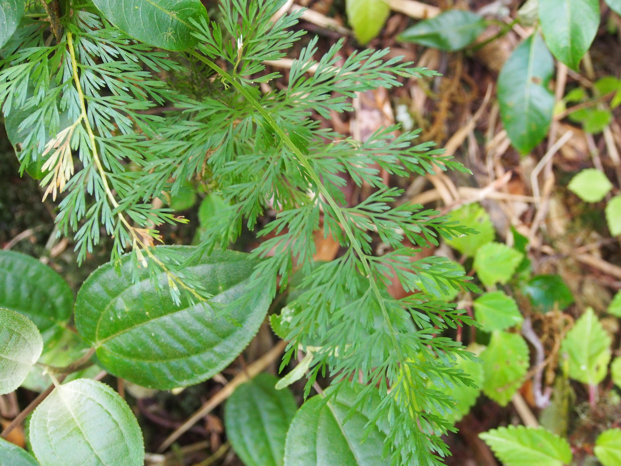 Asplenium fragrans Sw.