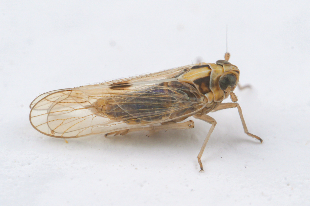 White-backed Planthopper from 中国广西壮族自治区崇左市龙州县 on May 09, 2024 at 01:47 ...