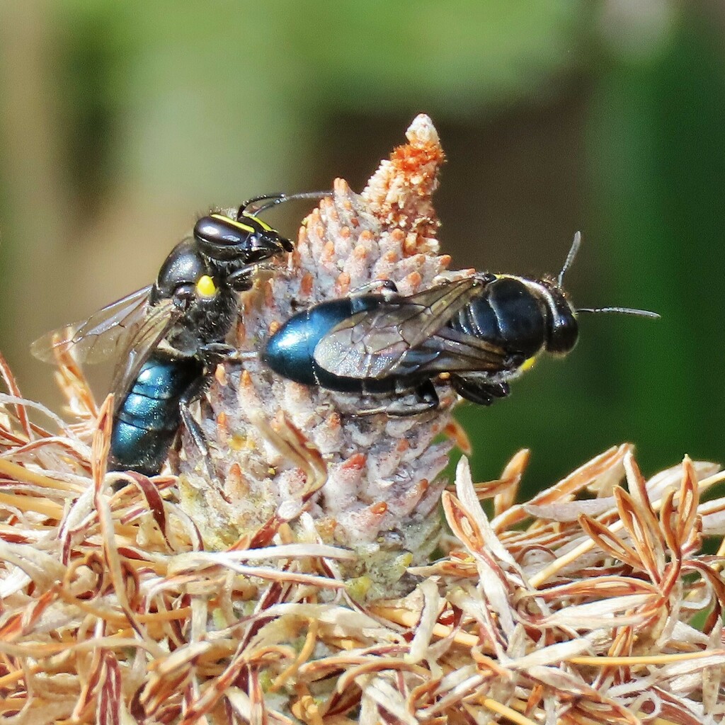 Banksia Masked Bee from Bermagui NSW 2546, Australia on April 28, 2024 ...