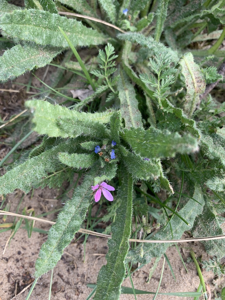 small bugloss from Formby CP, Liverpool, England, GB on May 12, 2024 at ...