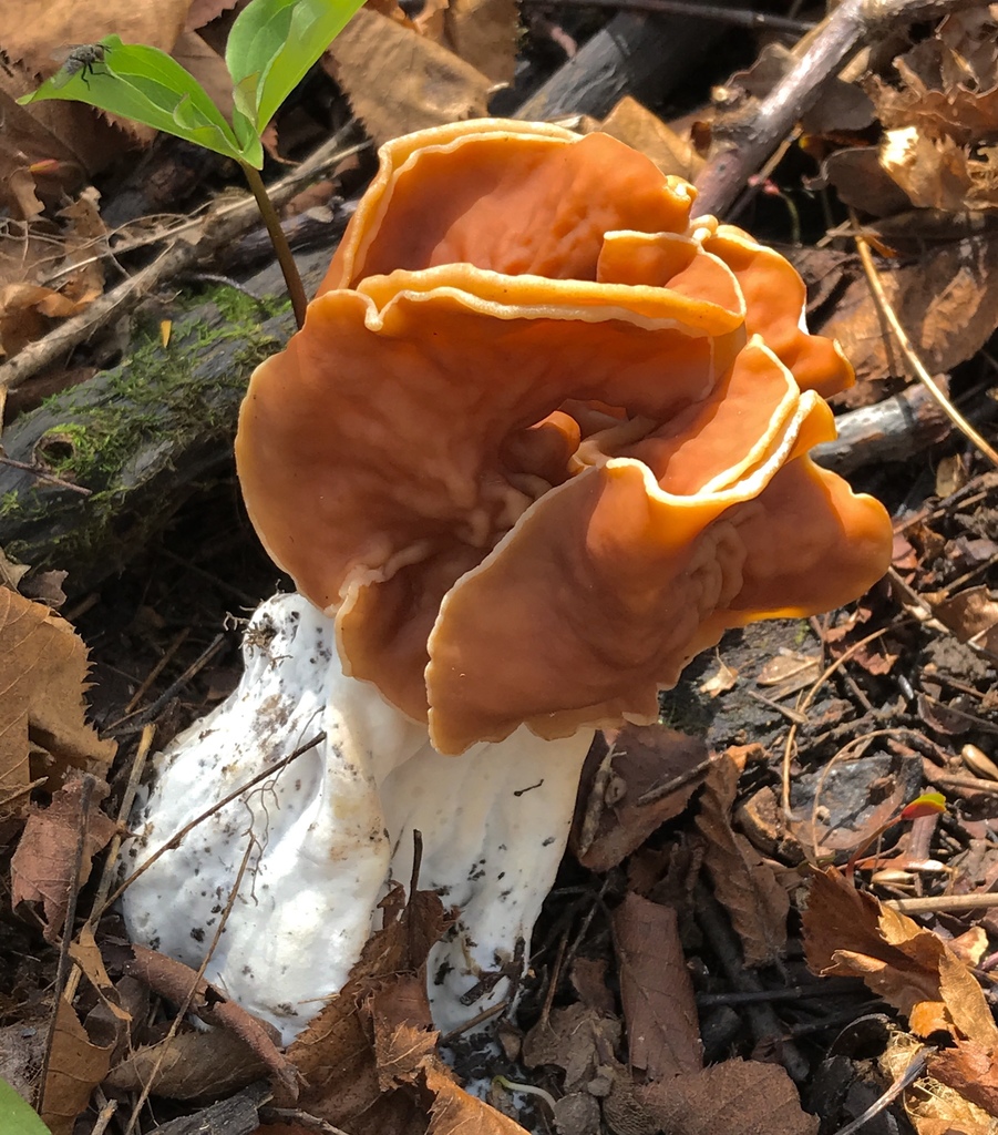 Gyromitra brunnea (Gyromitra (False Morel) species of the USA ...