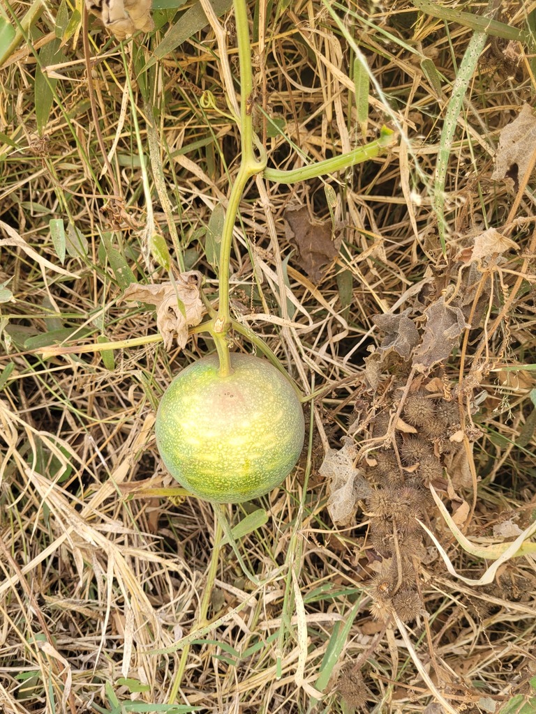 Wild Melon from Central, Kenia on March 10, 2023 at 09:14 AM by ...