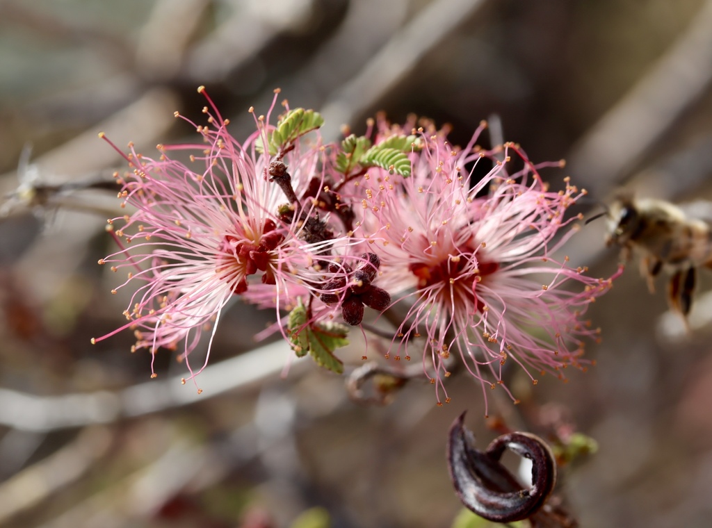pink fairy-duster (Maricopa Native Seed Library) · iNaturalist