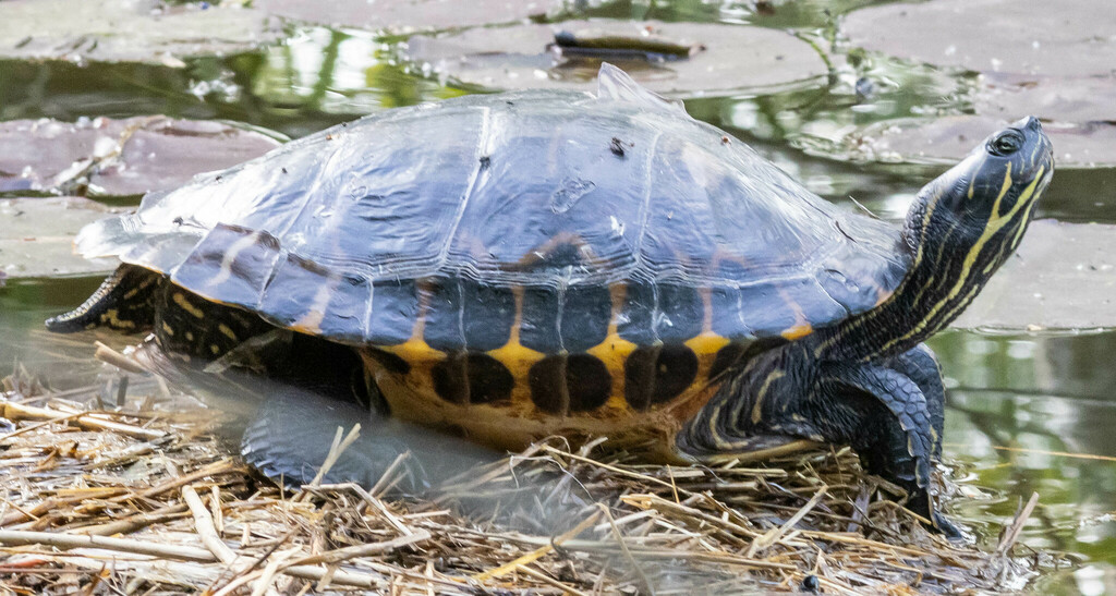 River Cooter from Telford and Wrekin, UK on May 8, 2024 at 05:34 PM by ...