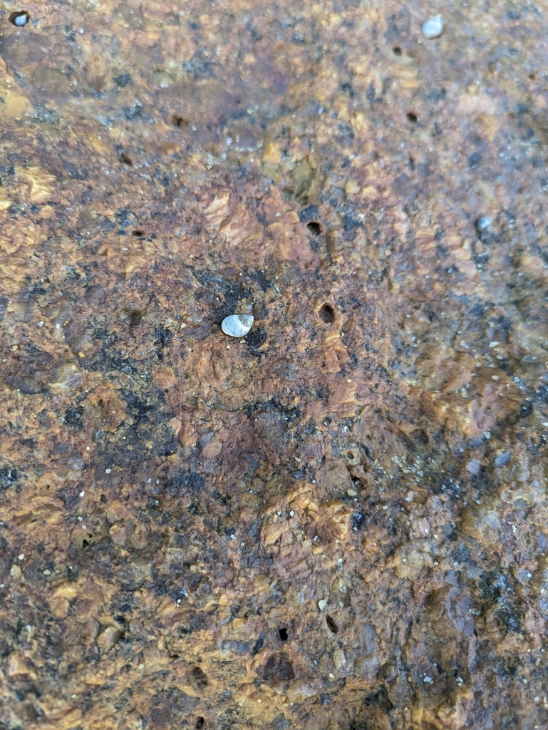 Little Blue Periwinkle from XF58+3J Sealers cove, Wilsons Promontory ...