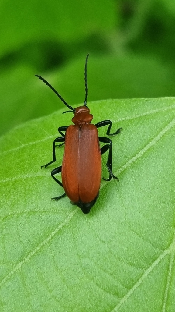 Common Cardinal Beetle from Stanmer, Brighton BN1, UK on May 11, 2024 ...