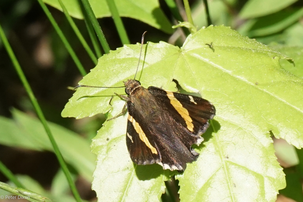 Golden Banded-Skipper in May 2024 by peteeliot · iNaturalist