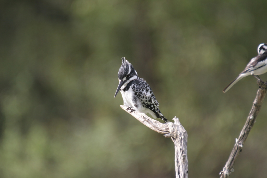 African Pied Kingfisher from Lake Panic Bird Hide, Kruger Park, South ...