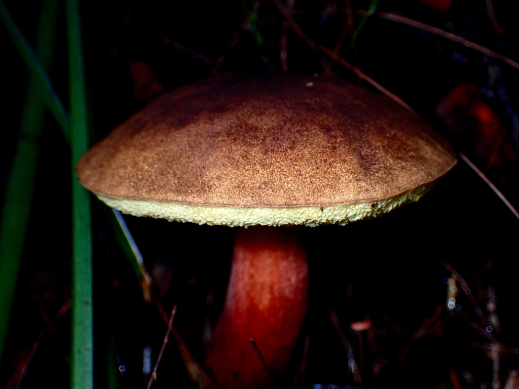 Boletellus badiovinosus from Mooney Mooney Creek NSW, Australia on May ...