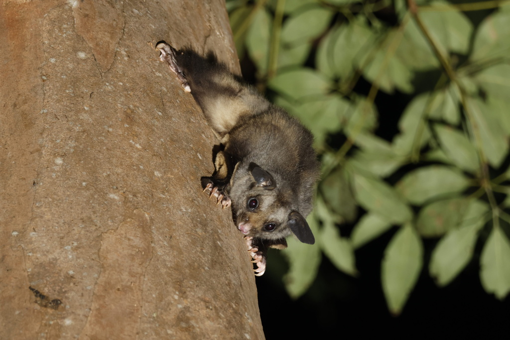 Southeastern Yellow-bellied Glider in May 2024 by Braden McDonald ...