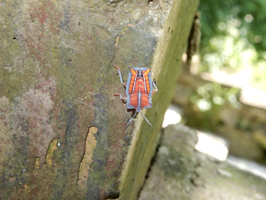 Lychee Stink Bug from 豹山, Xinyi, Taipei, Taiwan on May 9, 2024 at 02:57 ...