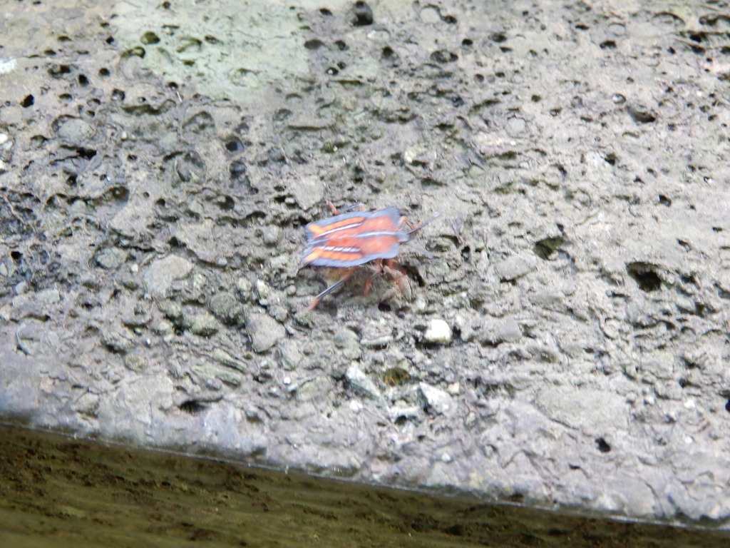 Lychee Stink Bug from 豹山, Xinyi, Taipei, Taiwan on May 9, 2024 at 03:06 ...