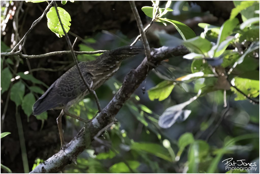 Black Bittern from Cairns QLD, Australia on June 9, 2021 at 04:03 PM by ...
