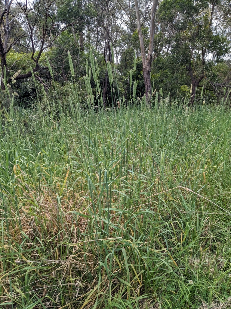 harding grass from Wantirna VIC 3152, Australia on November 19, 2023 at ...