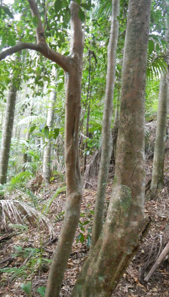 smooth-bark rose apple (Cedar Creek) · iNaturalist