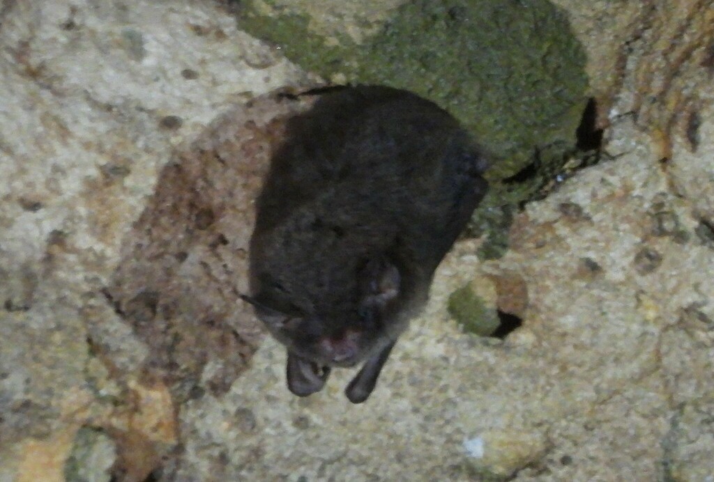Indiana Bat (Mammals of Appalachia) · iNaturalist