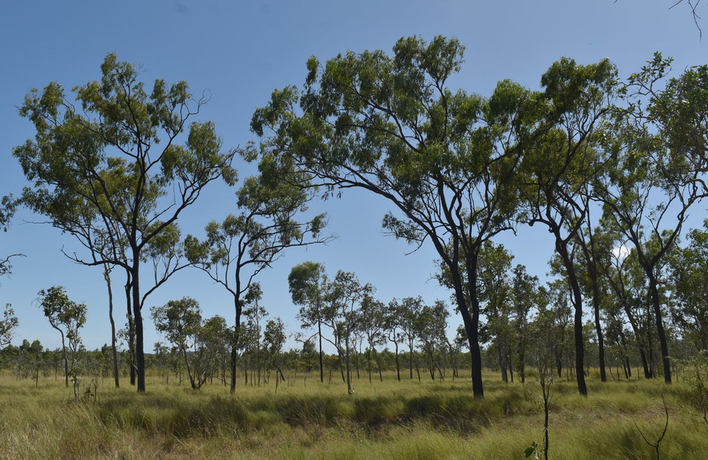 Queensland grey ironbark from Townsville QLD, Australia on April 30 ...