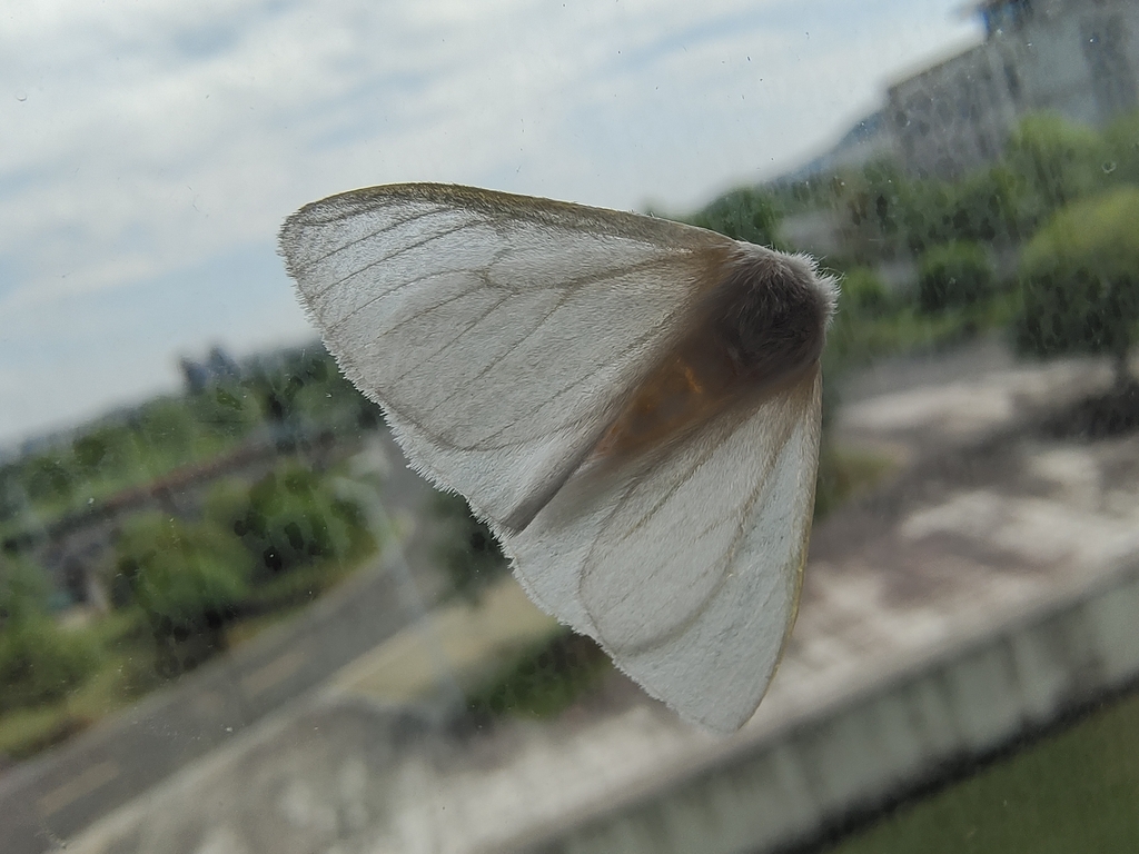 Black V Moth from Yichun, CN-JX, CN on May 13, 2024 at 02:40 PM by ...