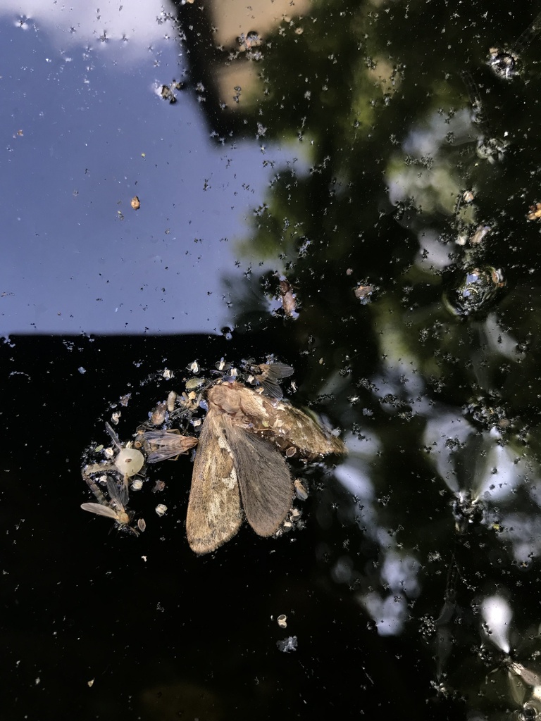 Common Swift Moth from Christ's College, Cambridge, England, GB on May ...