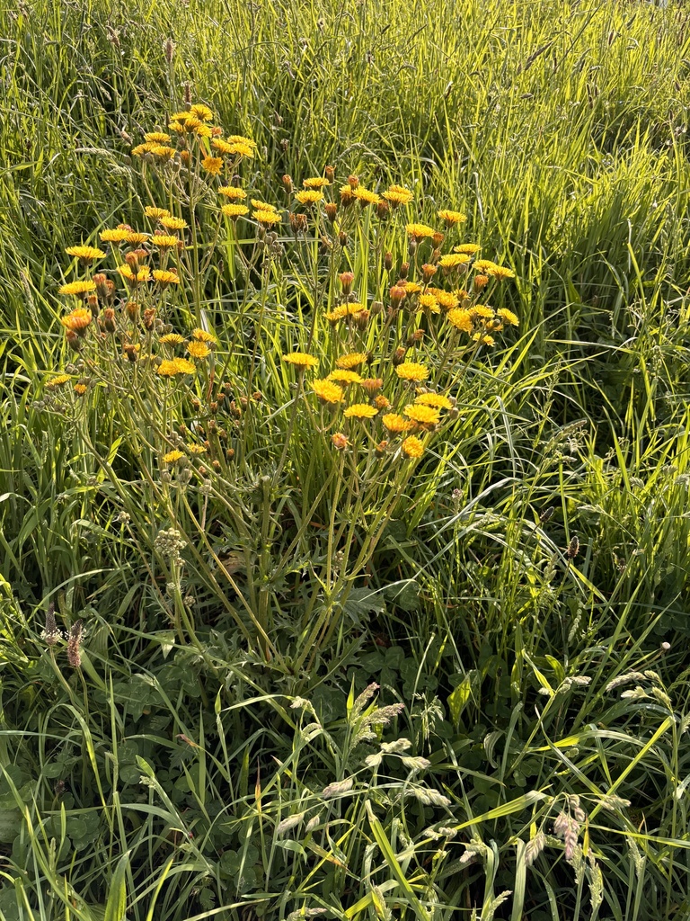 Beaked Hawksbeard from Hapsford Road, Liverpool, England, GB on May 13 ...