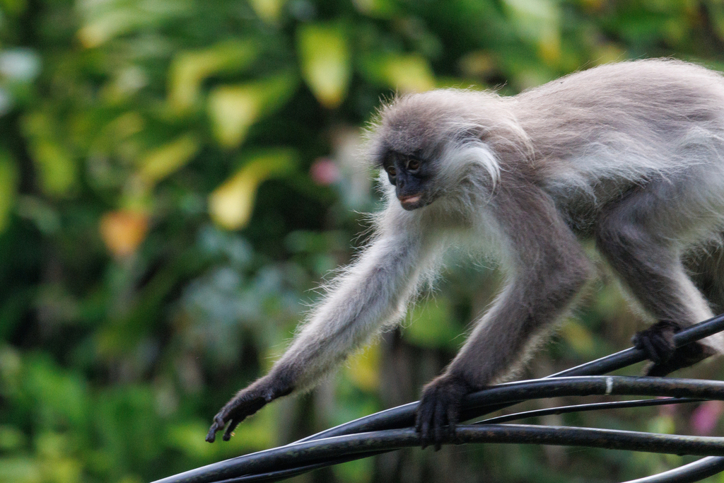White-thighed Surili in February 2024 by 57Andrew · iNaturalist