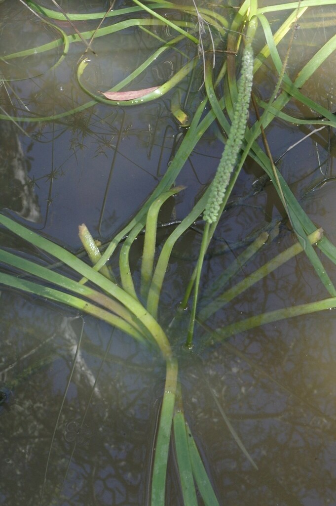Cycnogeton from Maryborough West QLD 4650, Australia on May 13, 2024 at ...