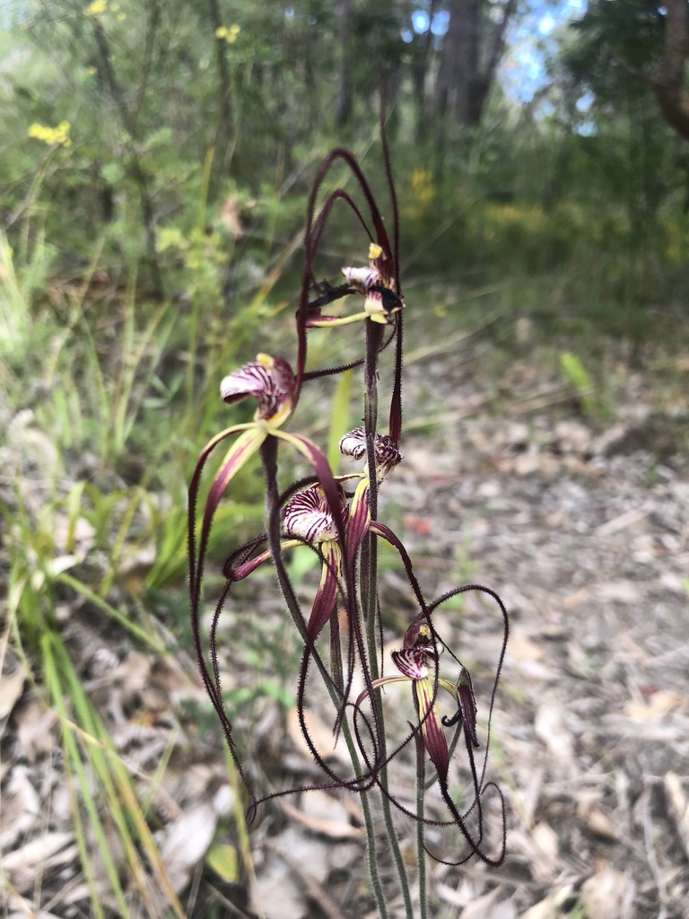 Chapman's spider orchid from Carbunup River WA 6280, Australia on ...