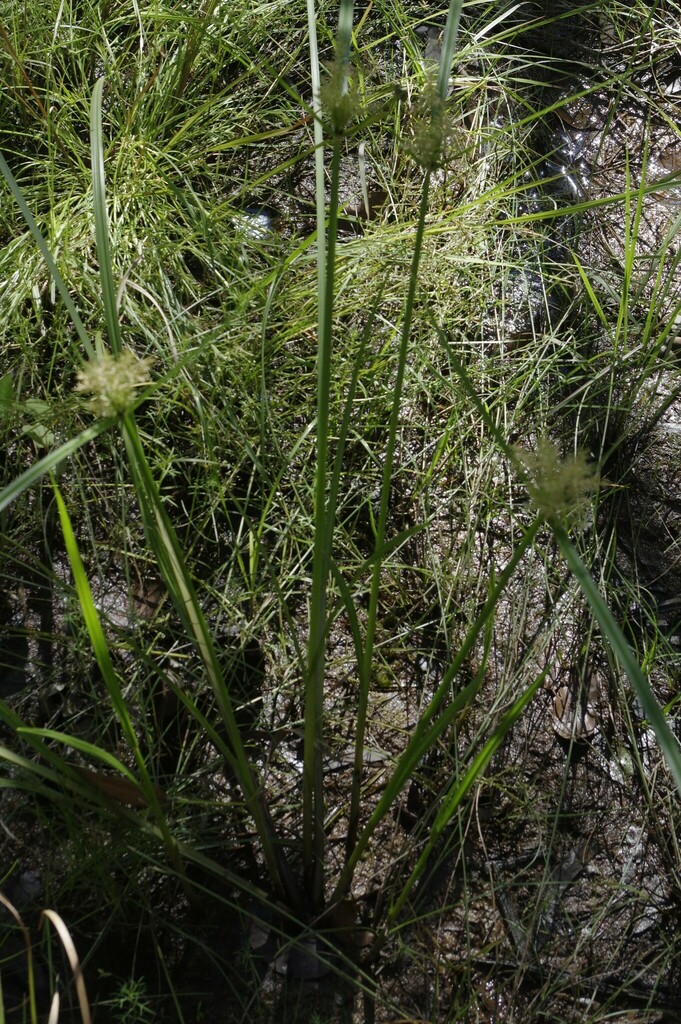 Cyperus pilosus from Maryborough West QLD 4650, Australia on May 13 ...