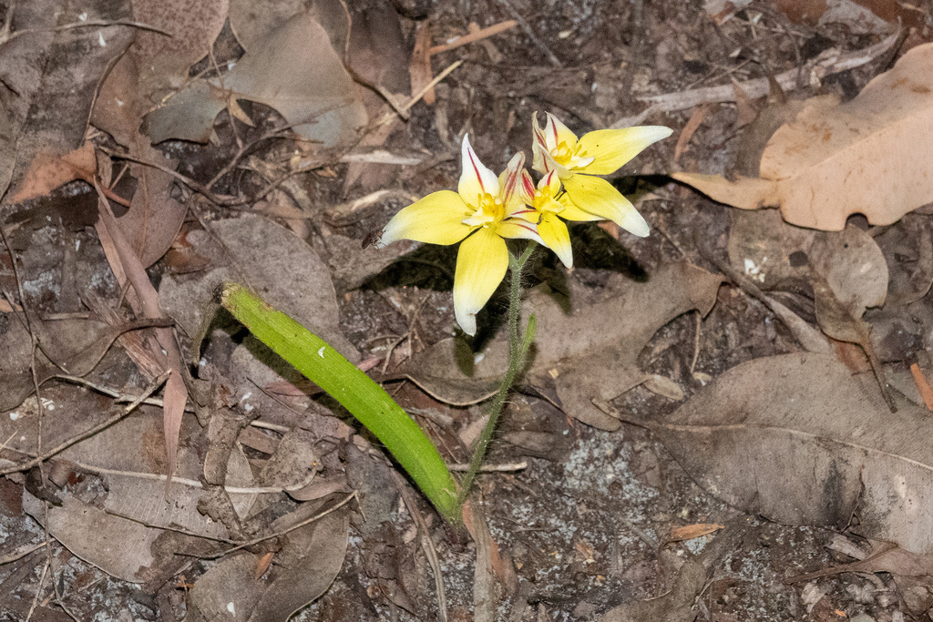 Cowslip Orchid from Yeagarup WA 6260, Australia on November 2, 2023 at 09:10 PM by Euan Moore ...