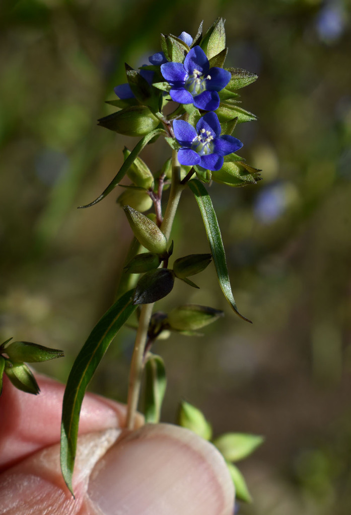 Hydrolea zeylanica from Townsville QLD, Australia on April 30, 2024 at ...