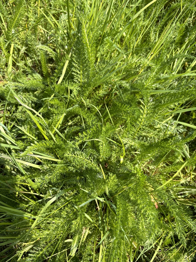 common yarrow from Rimrose Valley Country Park, Liverpool, England, GB ...