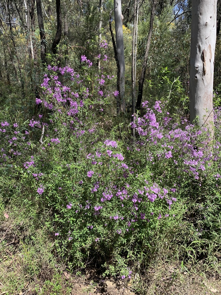 Singleton mint bush from Goulburn River National Park, Bylong, NSW, AU ...