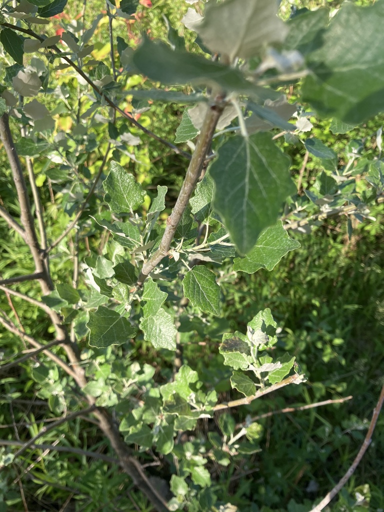 white poplar in May 2024 by shagbarkben · iNaturalist