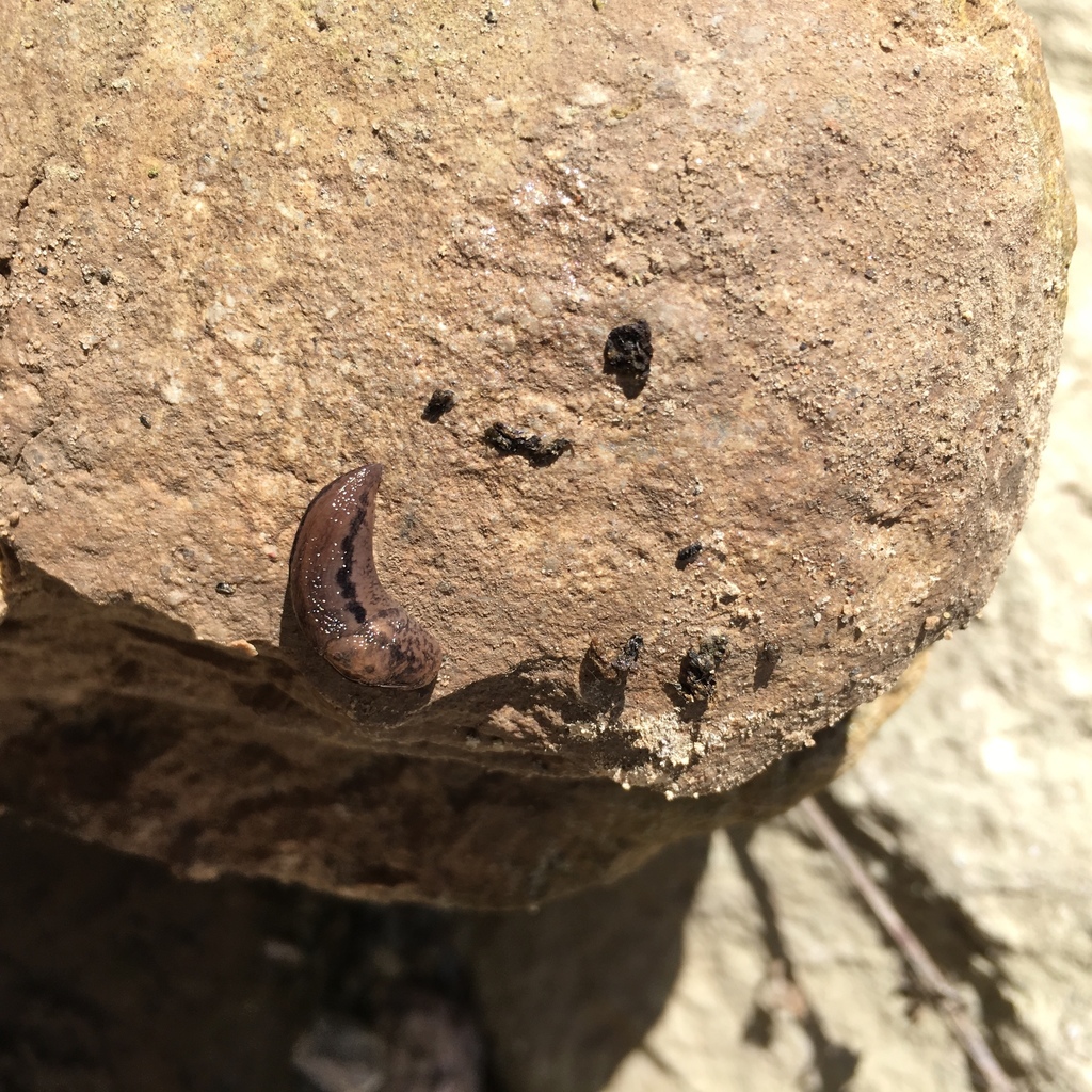 Threeband Slugs from Lake Ontario, Toronto, ON, CA on May 5, 2019 at 12 ...
