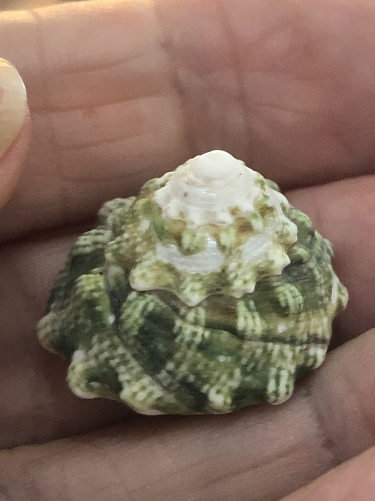 Green Star Shell from Nevis, Saint Kitts and Nevis, KN on May 10, 2024 ...