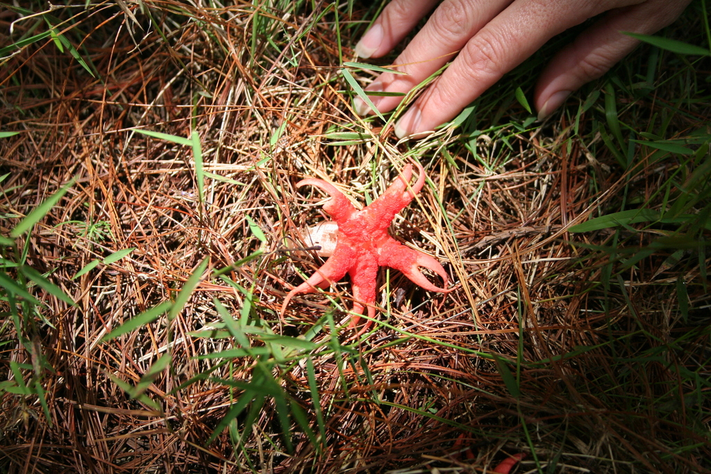 anemone stinkhorn fungus from Ehlanzeni District Municipality, South ...