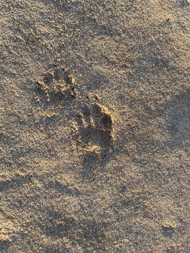 Raccoon Tracks – NatureTracking