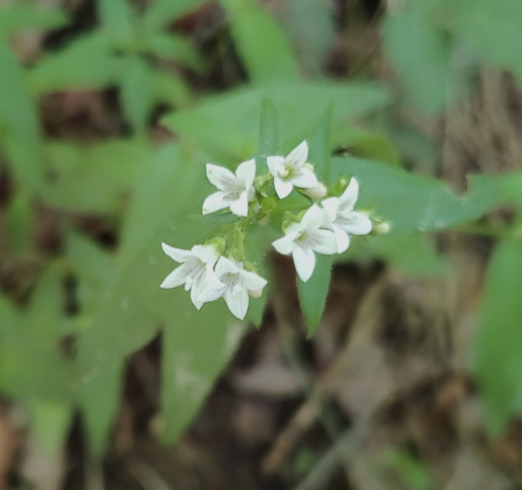 summer bluet from Gwinnett County, GA, USA on May 12, 2024 at 01:46 PM ...