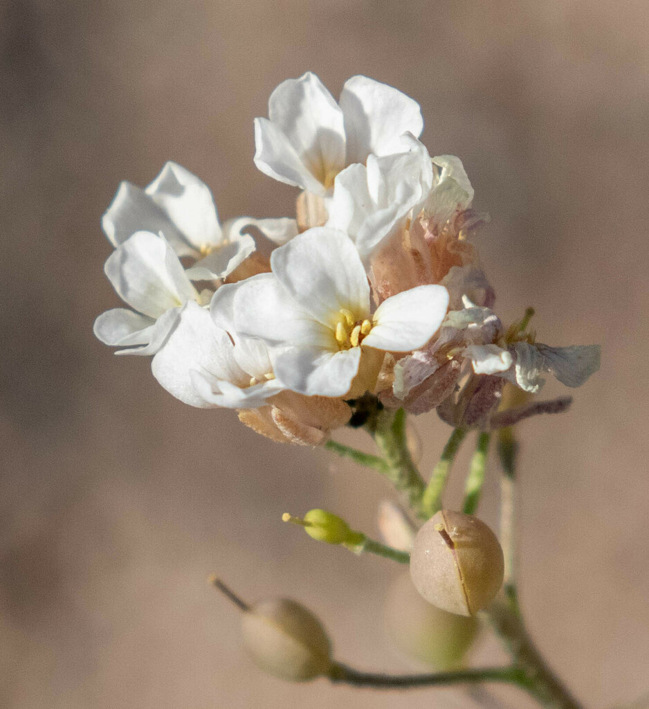 white bladderpod from Guadalupe Canyon, Cochise County, AZ, USA on ...