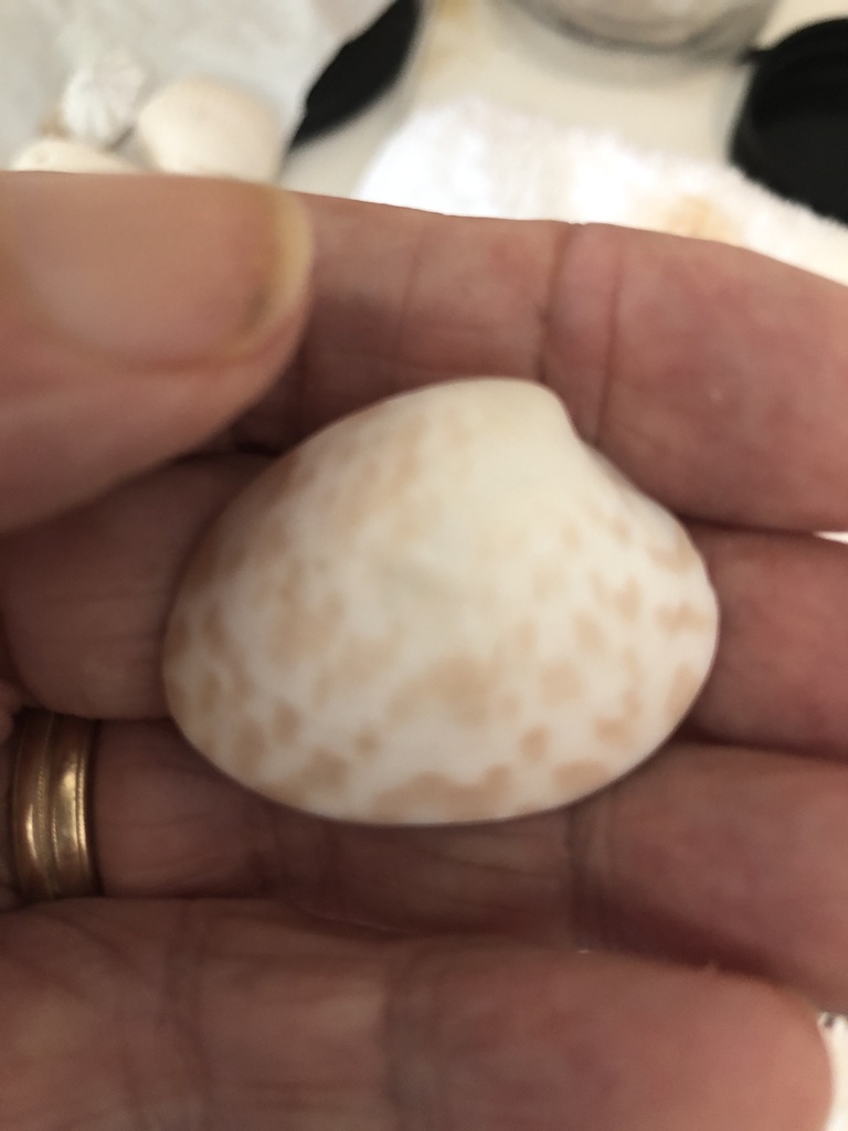 Calico Clam from Nevis, Saint Kitts and Nevis, KN on May 11, 2024 at 04 ...