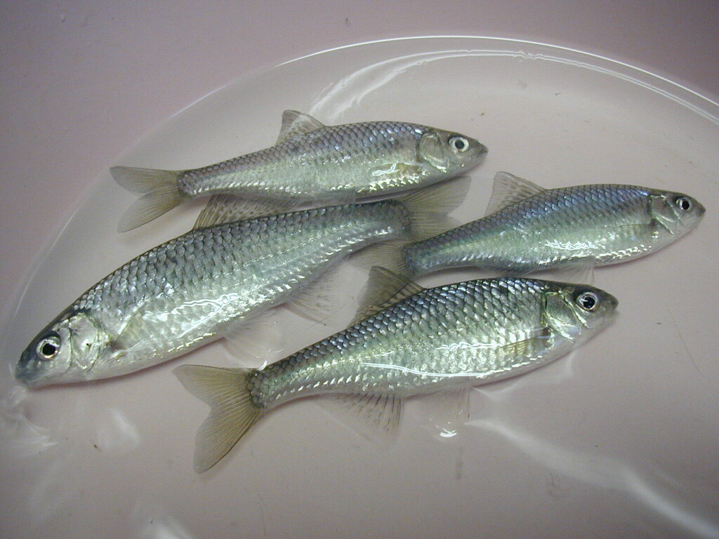 Japanese Bitterling (Acheilognathus melanogaster) - Marine Life ...