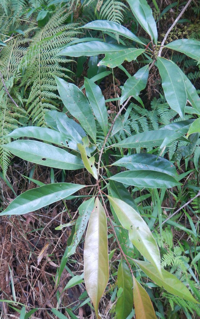 Smooth-leaved Quandong from Flaxton QLD 4560, Australia on September 4 ...
